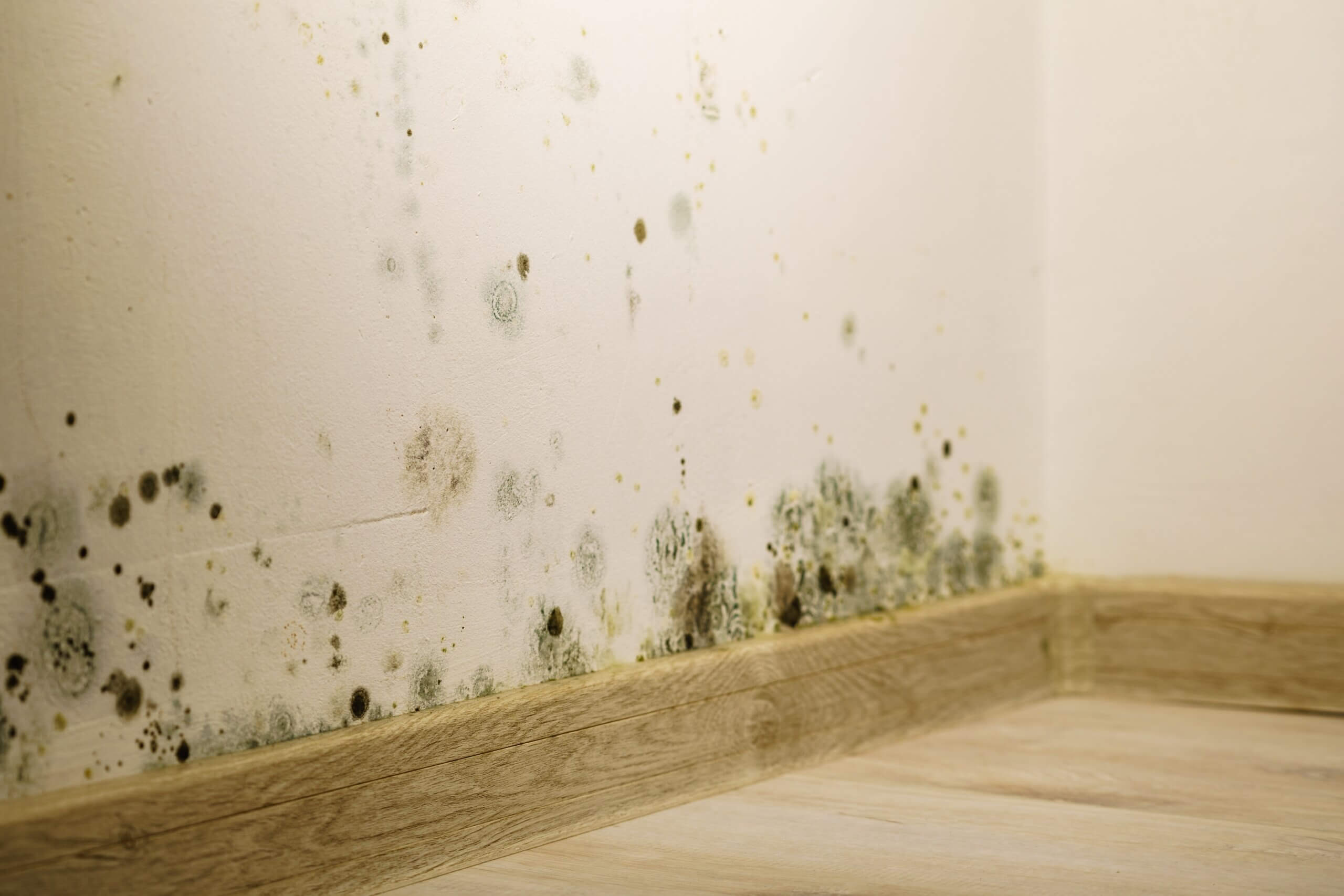 Can You File a Personal Injury Lawsuit for Mold Exposure - Hillstone ...